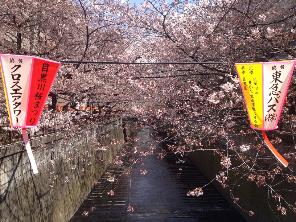 Spring time in Tokyo! Photo Sophie Jackson - purple TRAVEL