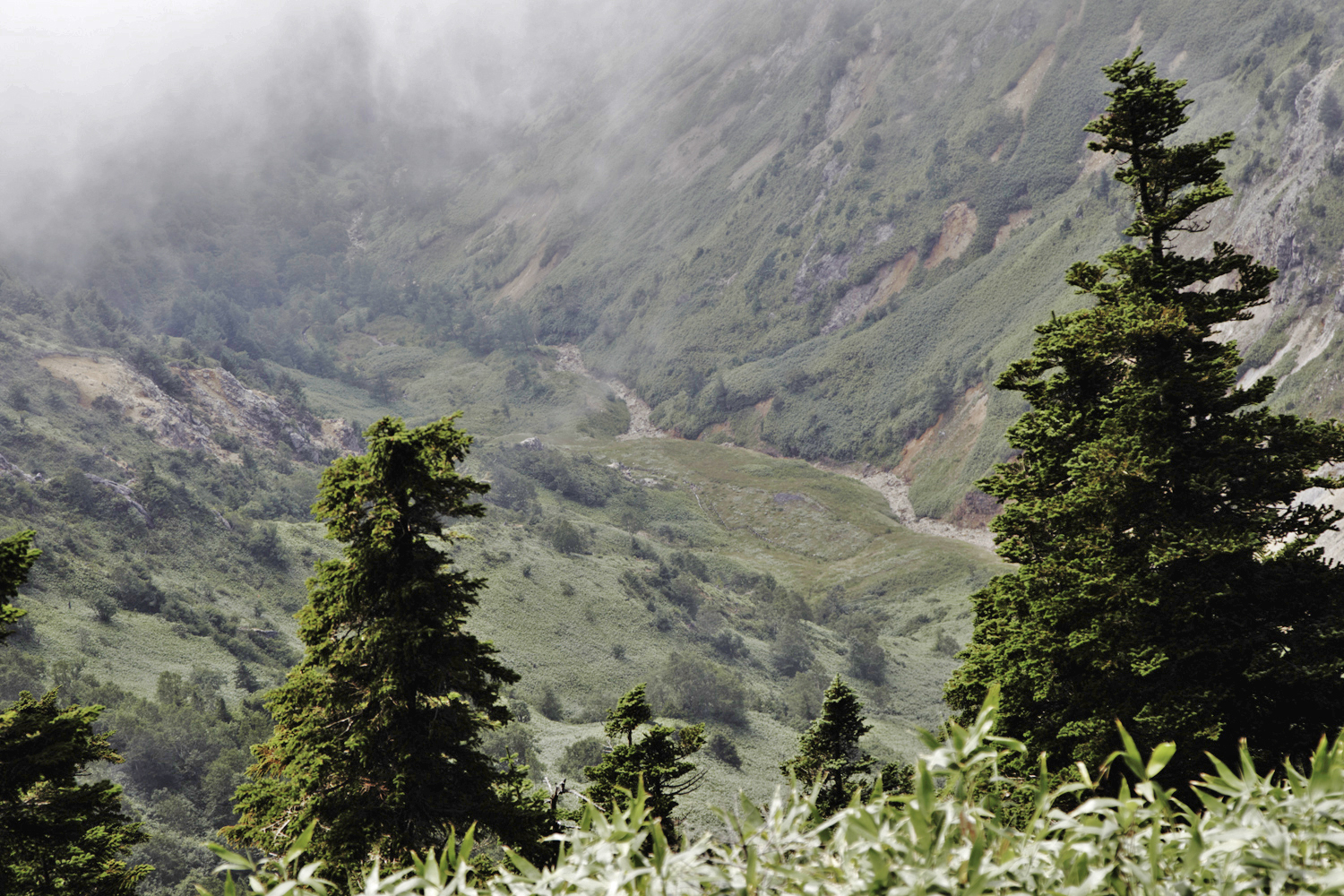 A trip to Nagano Forest - purple TRAVEL