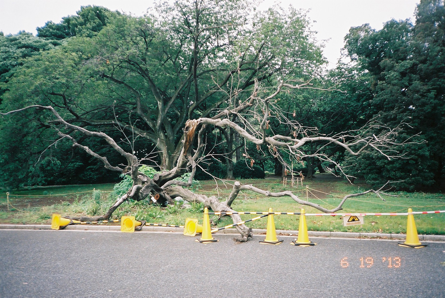 Tree, Tokyo. Photo Chikashi Suzuki - purple TRAVEL