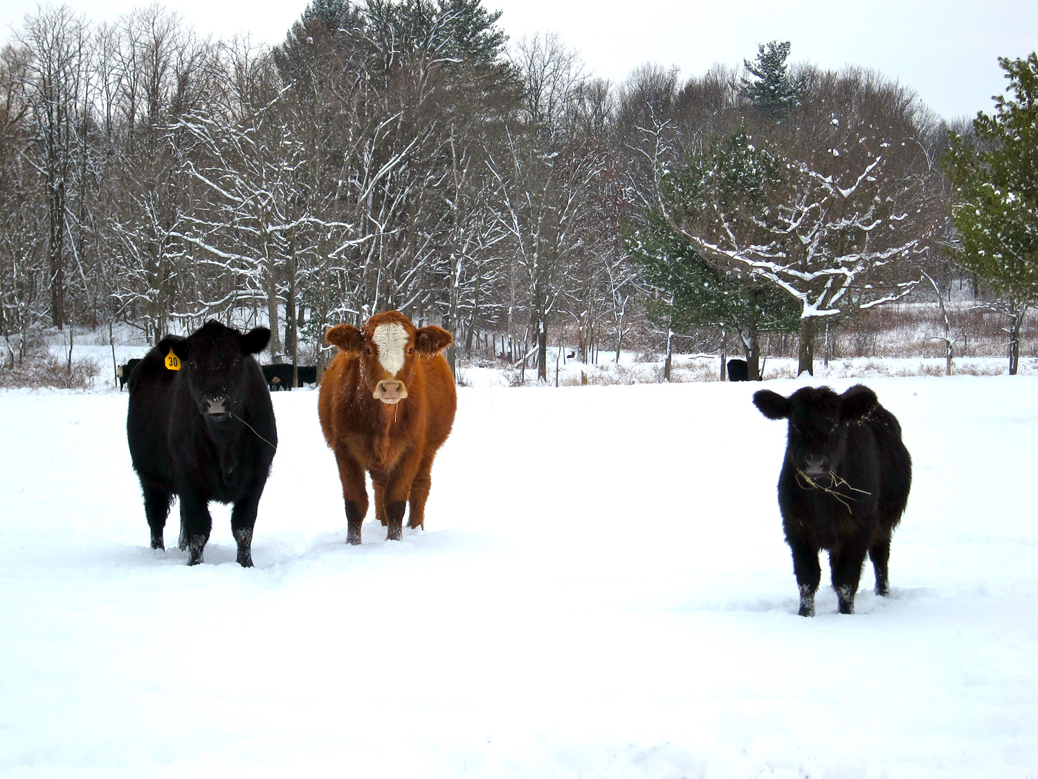 Cows on a snowy day in the Catskills, New York. Photo Sabine ...