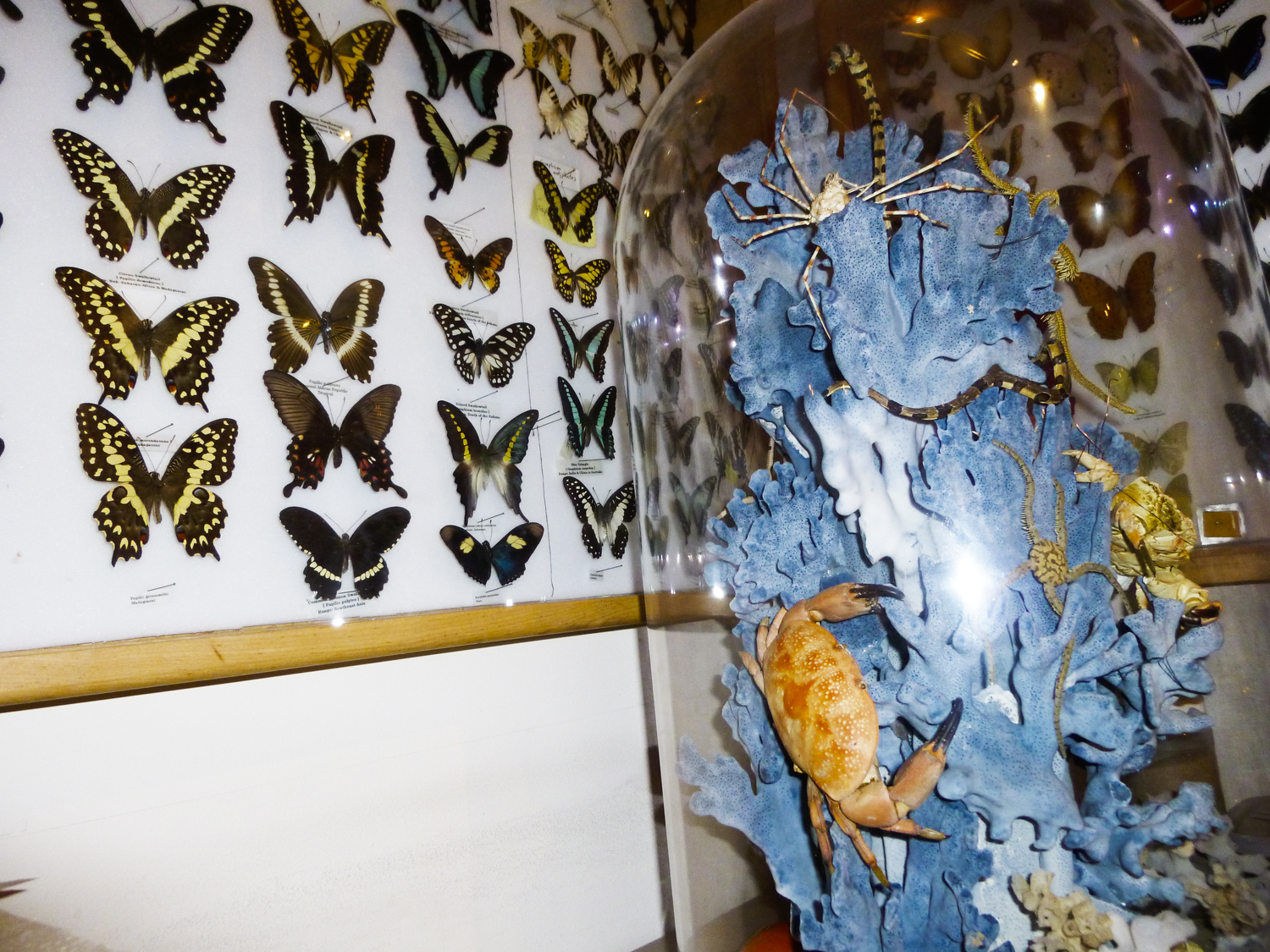 A trip to the famous Evolution Store's Entomology Lab, New York ...