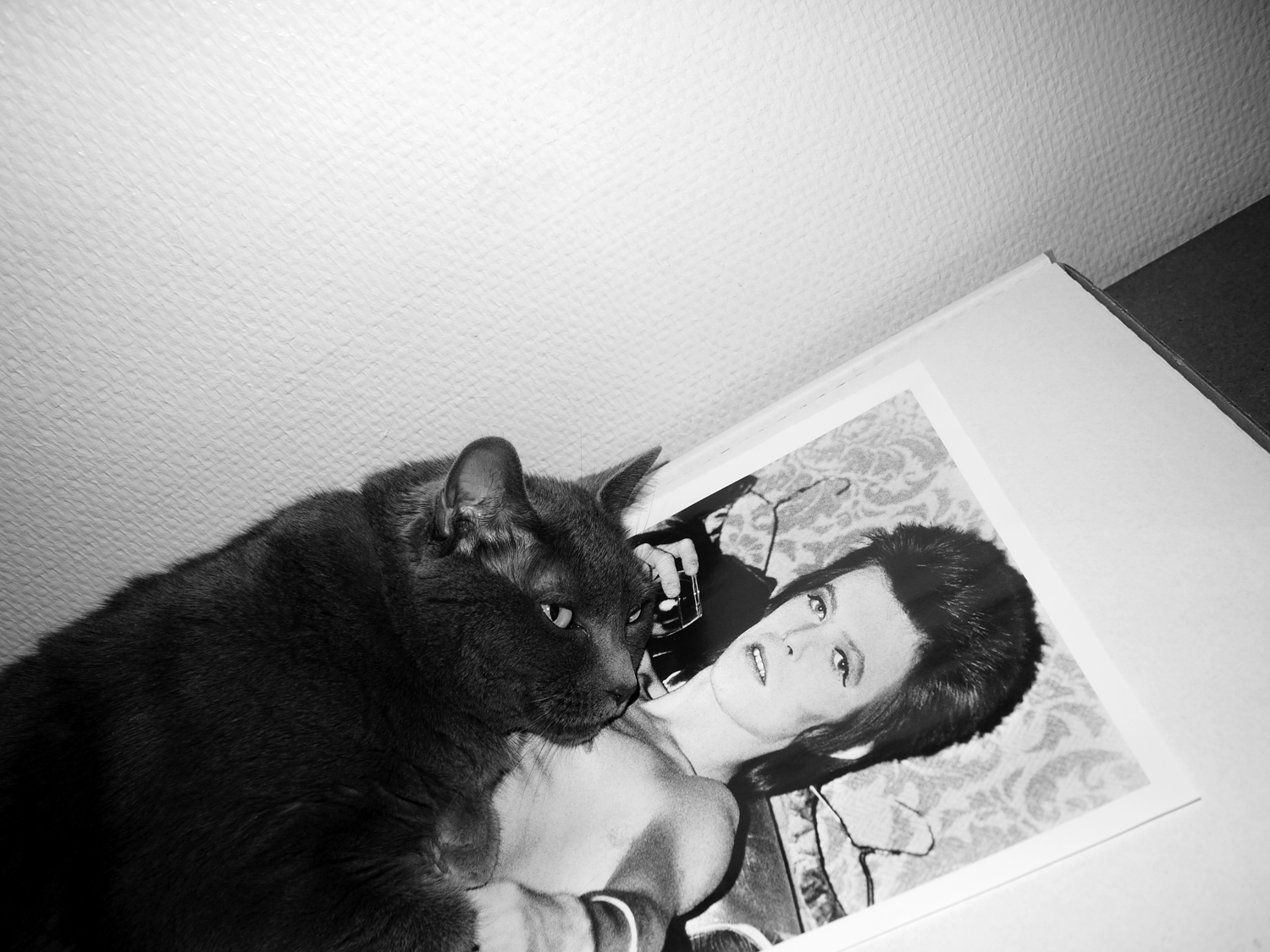 My cat Yoko having a nap on David Bowie at Purple Institute ...