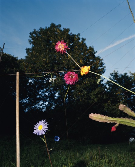 Collier Schorr - purple MAGAZINE