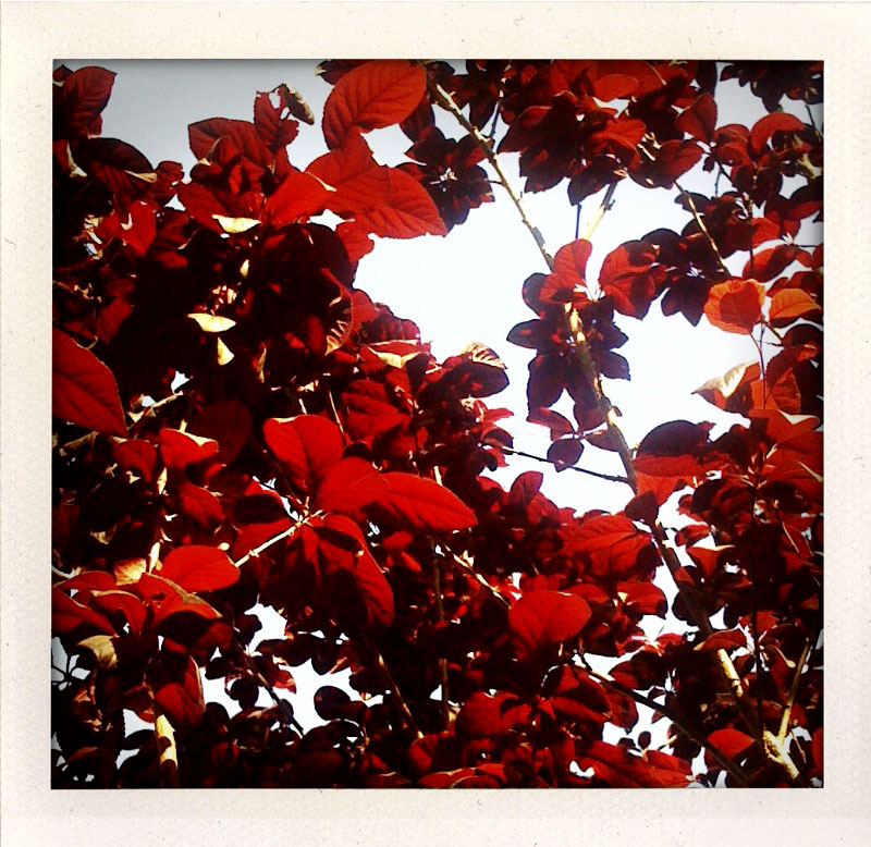 Spring in Los Angeles. Photo Dustin A. Beatty - purple TRAVEL