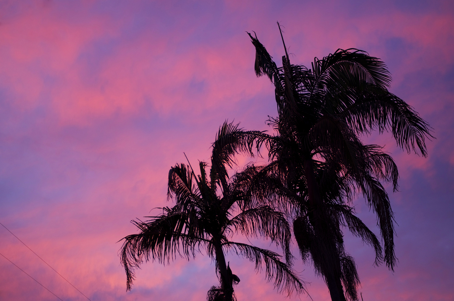 Pink sunset in Rachel Chandler's parents' backyard, California. Photo ...