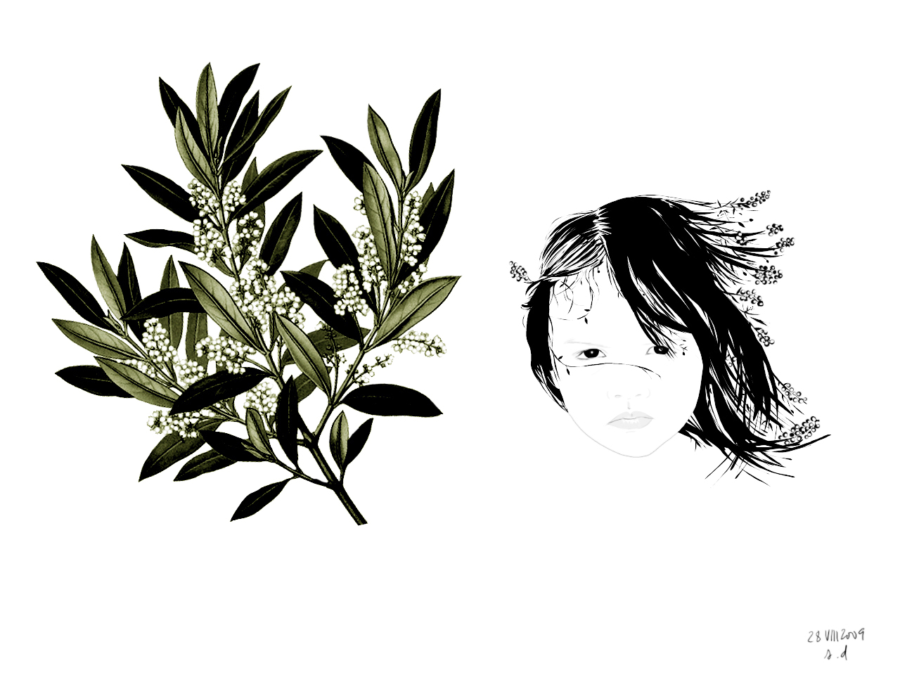 Flower of olive tree and flower of Olivier. A drawing by Stephanie ...