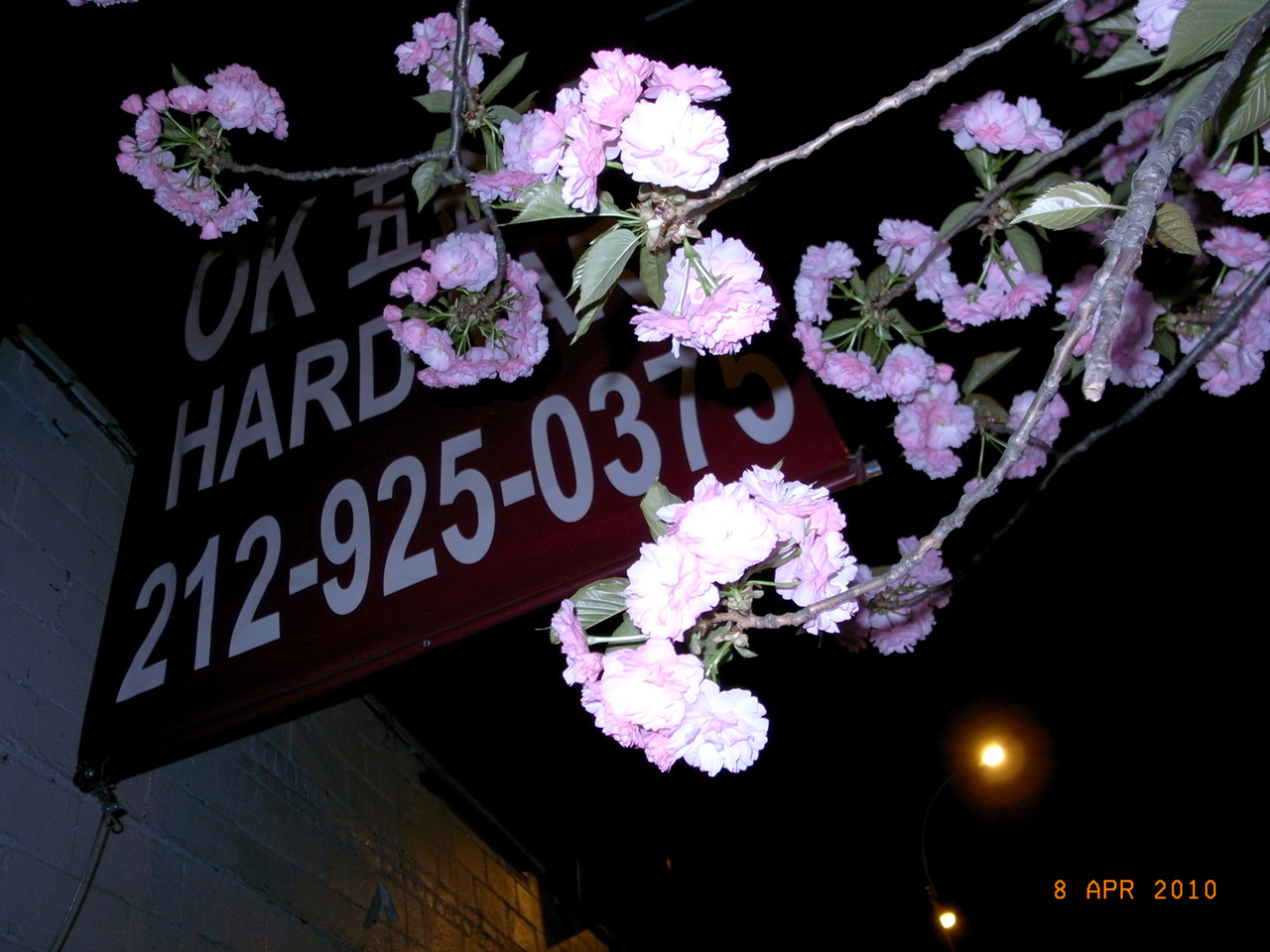 Spring flowers outside Omen, New York. Photo Olivier Zahm - purple DIARY
