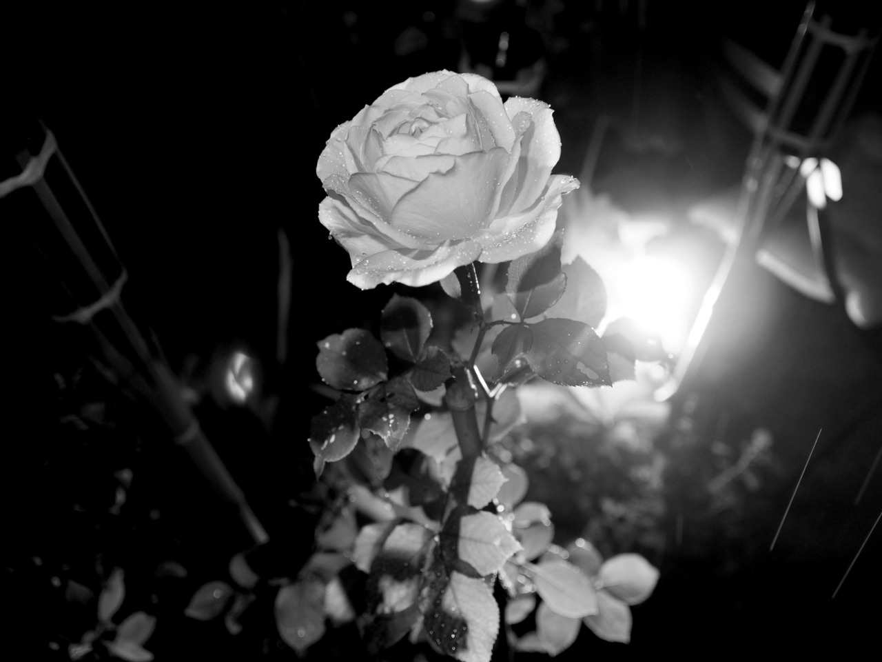 A rose at night, Paris. Photo Olivier Zahm - purple NIGHT