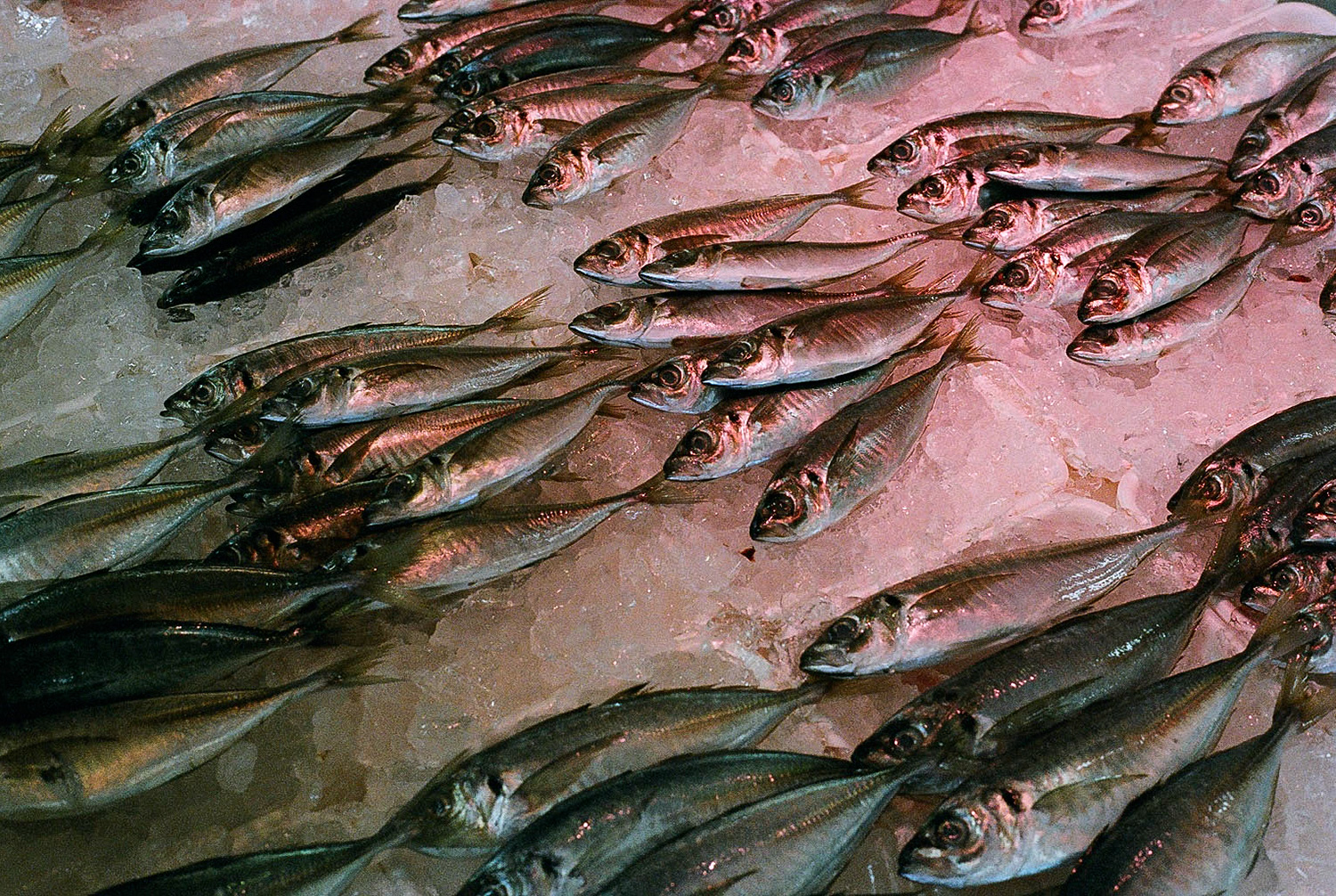 A trip to through Japan - purple TRAVEL